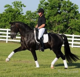 Supremat OLD and Jason Canton On a Winning Streak - HorsesDaily
