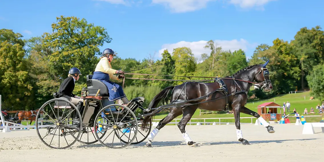 Stable View 2024 Combined Driving Event in Aiken, SC - Results ...
