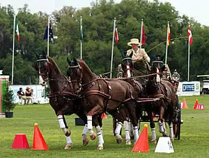 Allison Stroud Wins Horse Gym USA® Top Equine Athlete Award at Live Oak ...