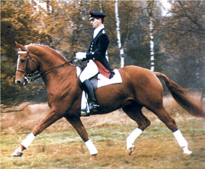 The Making of the Modern Warmblood From Gotthard to Gribaldi ...