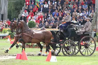 Carola Diener Is The New World Pair Driving Champion! - HorsesDaily