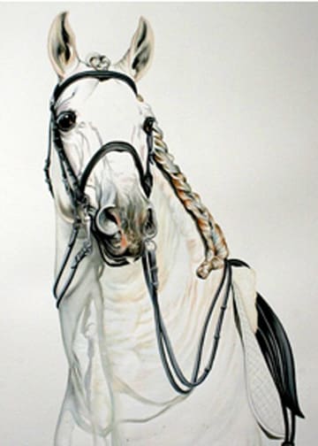 Hampton Green Farm Retires PRE Stallion Idilio From Formal Dressage ...