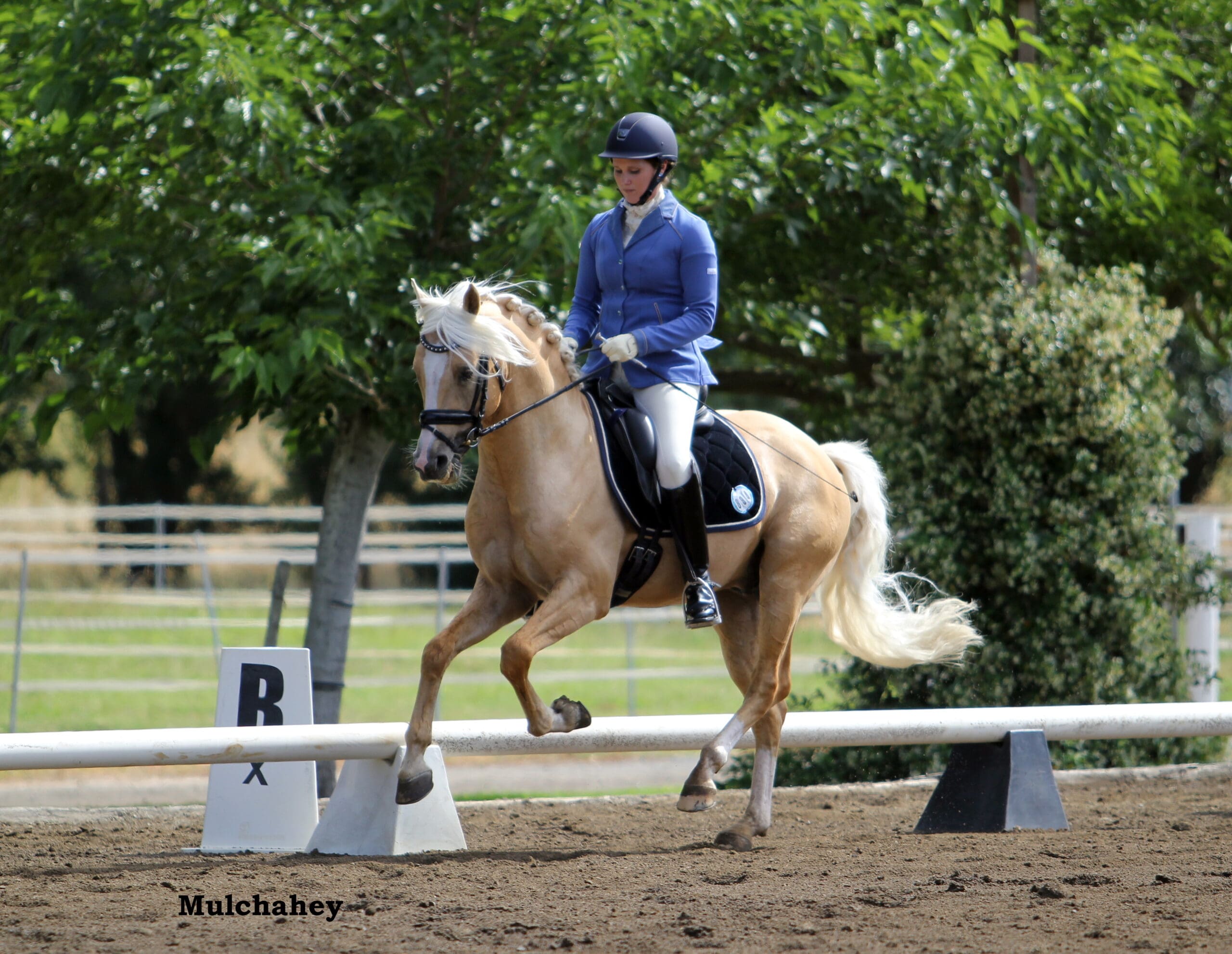 Kelly Casey - From Young Riders to Young Horses - HorsesDaily