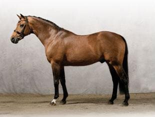 Best Advise - Breed to Lingh Early in the Breeding Season - HorsesDaily