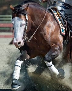 Canadian Reining Teams Named for 2010 North American Junior and Young ...