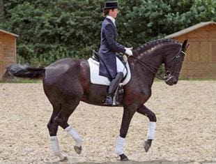 An Exceptional Background - HorsesDaily
