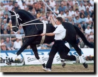 Hohenstein and Warkant, Stallions of the Year 2002 - HorsesDaily