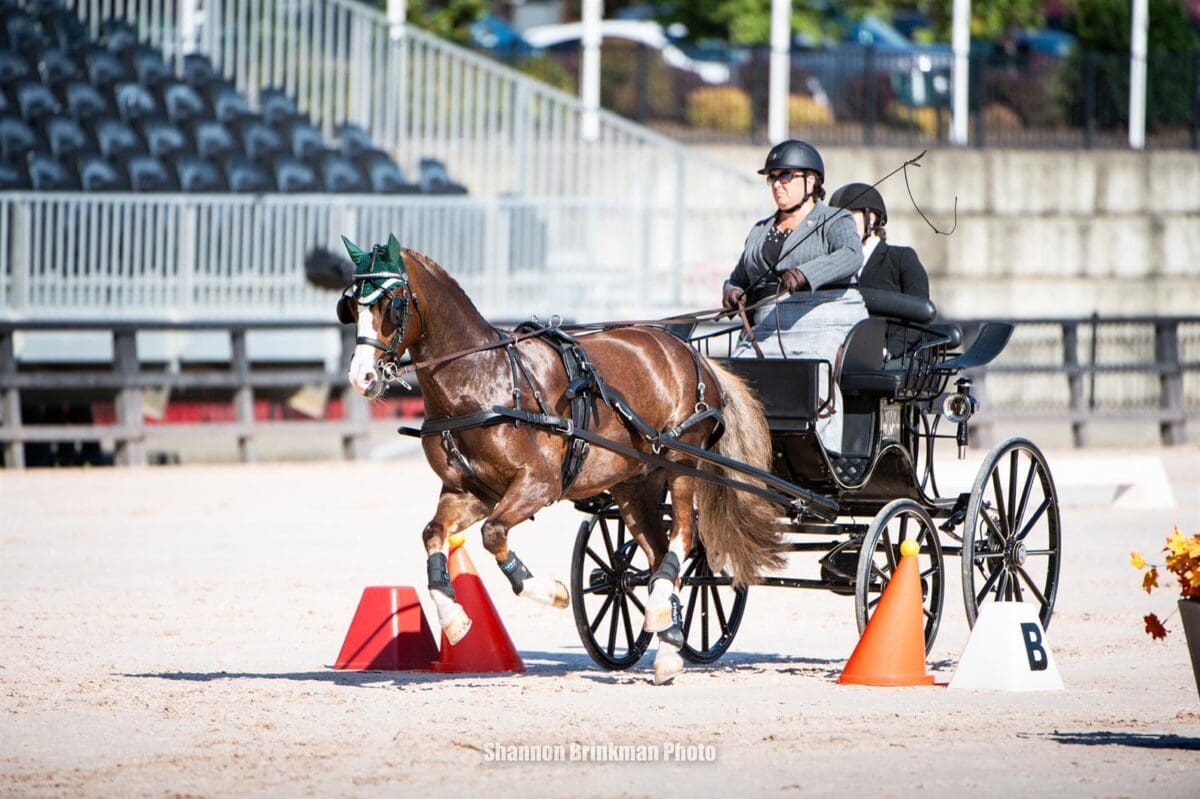Combined Driving Dressage Tests USEF & FEI - HorsesDaily
