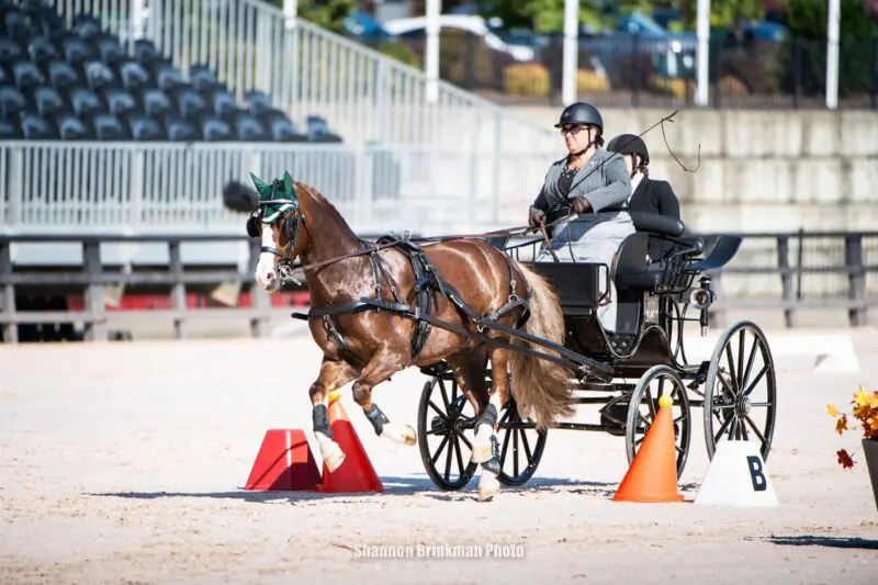 Amy Cross Earns First National Title at the USEF Combined Driving ...