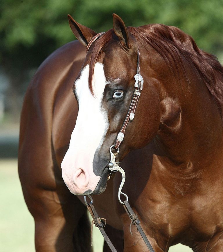Three Star NRHA Sires Reach Multi-Million Dollar Milestones - HorsesDaily