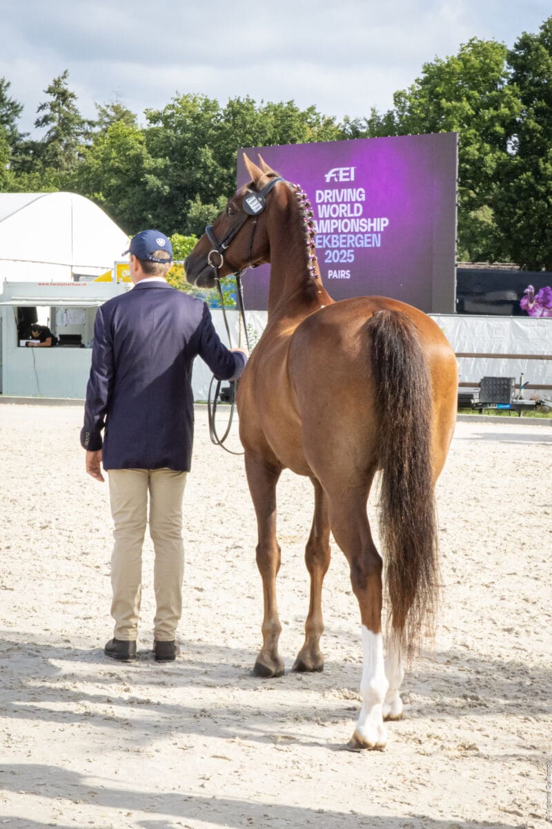 FEI World Driving Championship Beekbergen 2025 Pairs - Results ...