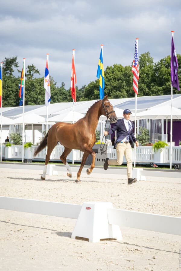 FEI World Driving Championship Beekbergen 2025 Pairs - Results ...
