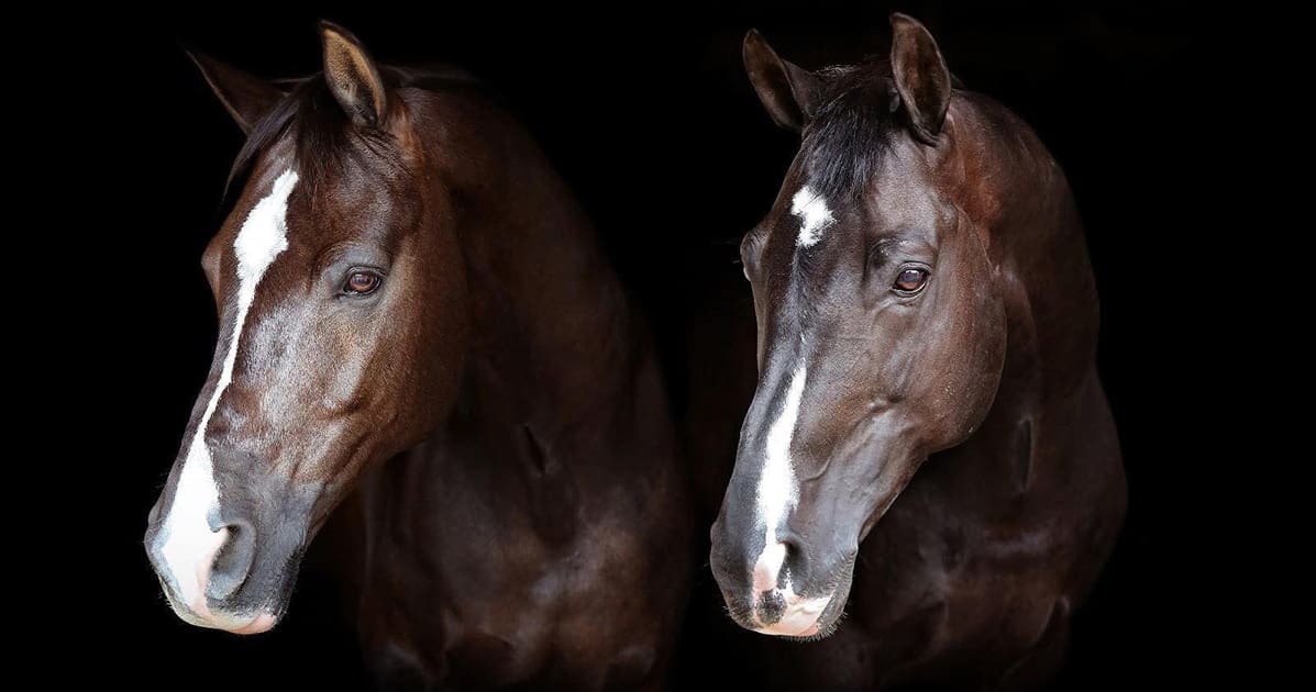 A Golden Era Farewell: Carl Hester Pays Tribute to Valegro and Uthopia ...