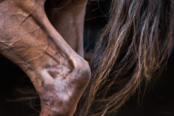 Down the Centerline: Common Injuries in Dressage Sport Horses - HorsesDaily
